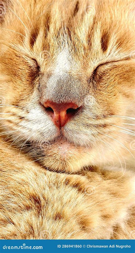 Relaxed Tabby Cat With Closed Eyes And Prominent Whiskers Focus On Its