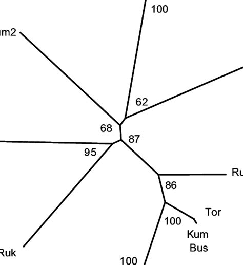 Phylogenetic Analysis Of Nt Sequences Of The Cp Encoding Region Of 12 Download Scientific