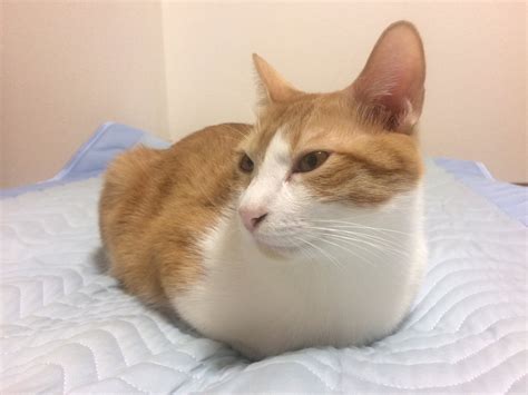 猫さんの香箱座りは下から見ても素晴らしい「この揃い方は仕上がってる」「前足が柔らかい」 2ページ目 Togetter トゥギャッター