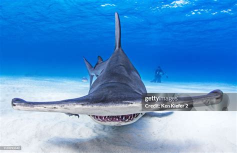 Underwater View Of Great Hammerhead Shark Swimming Over Seabed Alice