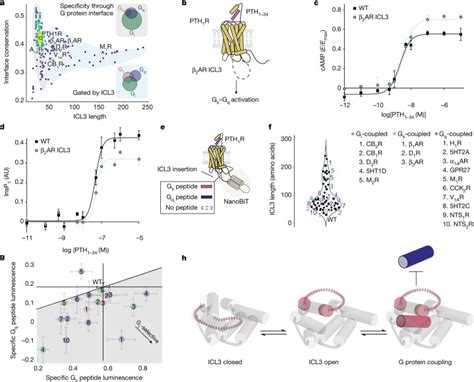 Autoregulation Of Gpcr Signalling Through The Third Intracellular Loop Pmc
