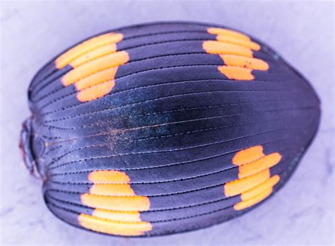 Beetle Shell Close Up Free Photo On Pixabay Pixabay