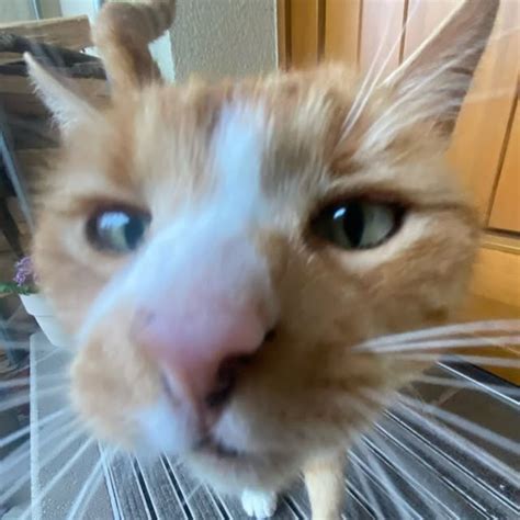 Carlo The Tomcat Carlo • Threads Say More