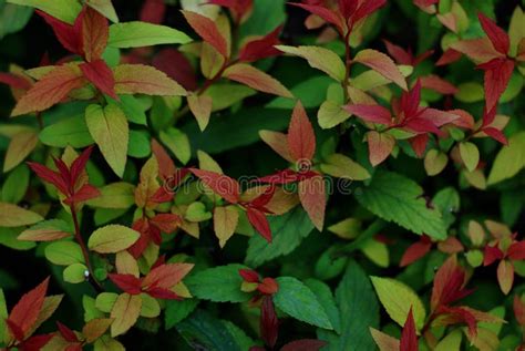 Multi Colored Leaves Of The Bush Stock Image Image Of Blossom Colorful