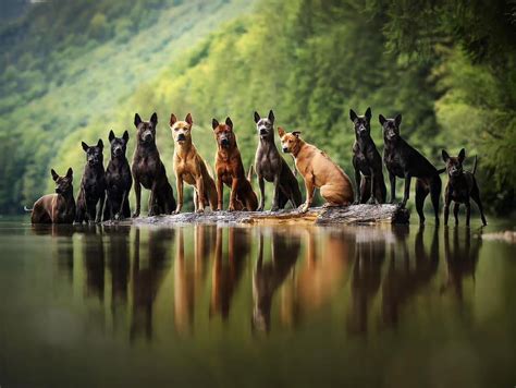 Thai Ridgeback ტაილანდური რიჯბეკი Facebook