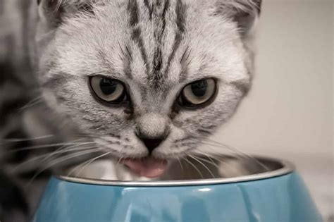 Cantidad diaria de comida para gatos tabla de dosis según el peso y la edad Vida con Mascotas