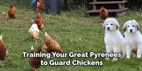 How To Train Great Pyrenees To Guard Chickens 10 Easy Steps