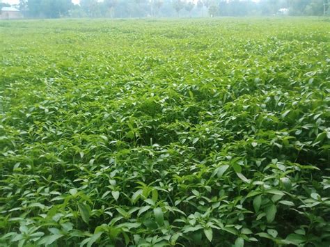 Dr Md Abul Hasan On Linkedin সোনালি আঁশে ভরপুর ভালোবাসি ফরিদপুর।