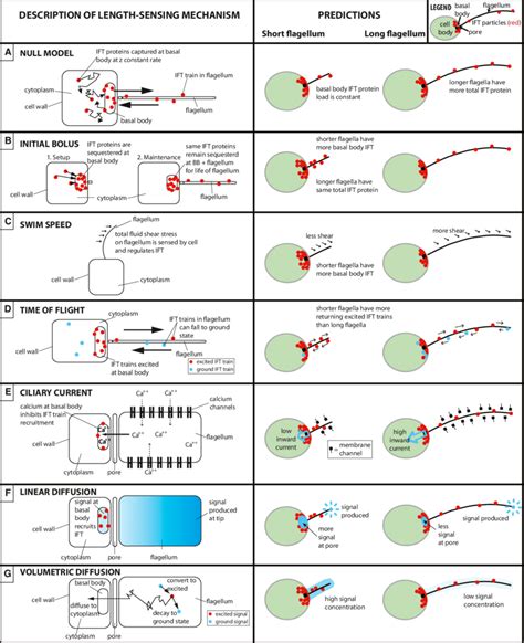 Schematics And Predictions For Each Model The Models Are Described