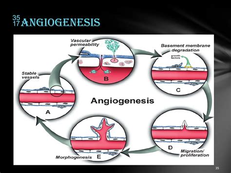 Development Of Cancer Cells Etiology Classification Staging Of Cancer Ppt
