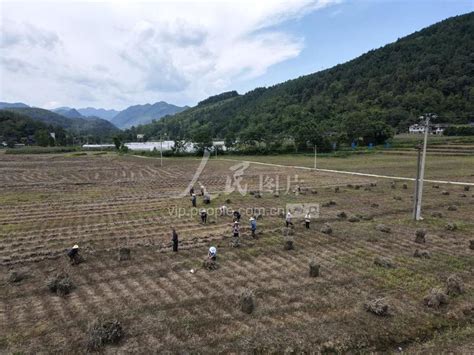 贵州务川：艾草产业助农增收 人民图片网