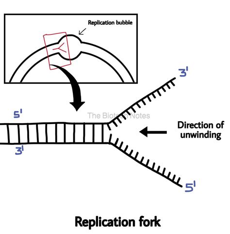 Dna Replication Prokaryotes The Biotech Notes Dna Replication Prokaryotes The Biotech Notes