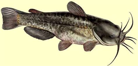 Le Poisson Chat Un Nuisible Des Eaux Douces Poisson Deau Douce