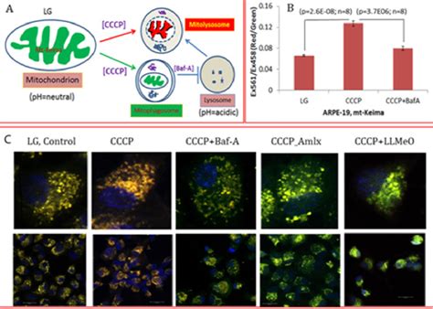 Figure 2 From The Role Of Txnip In Mitophagy Dysregulation And