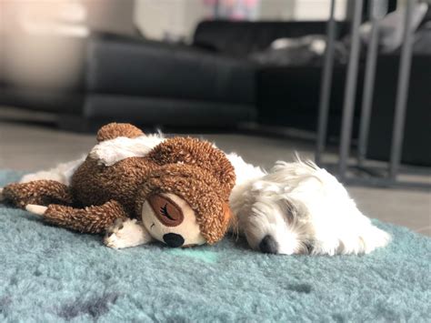 Stressful Day Time To Cuddle That Sloth And Have A Nap Scrolller