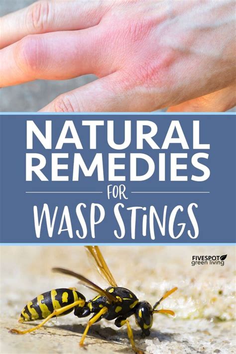 Effective Home Remedies For Wasp Stings Five Spot Green Living