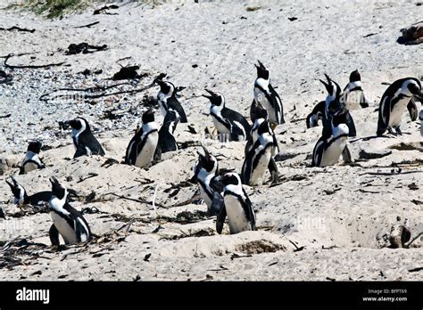 Breeding African Penguins At Boulders Beach Cape Town South Africa