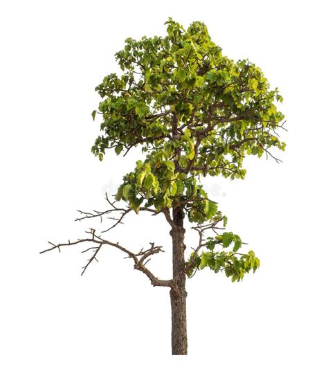 Green Tree Isolated On White Background With Clipping Path And Alpha