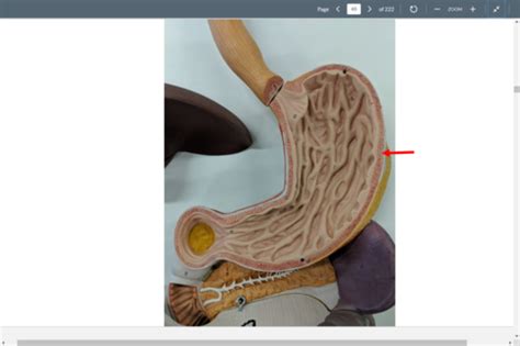 Stomach Model Flashcards Quizlet