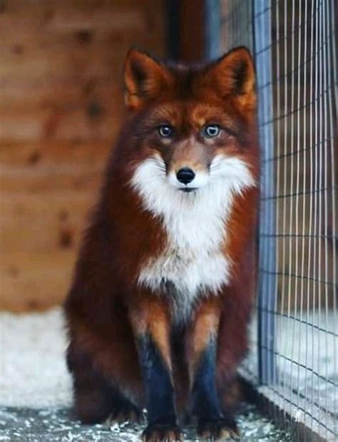 Foto De Un Zorro Rojo Sentado Junto A Una Cerca De Metal