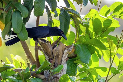 White Necked Crow 2023010716 Photograph By Mike Timmons Pixels