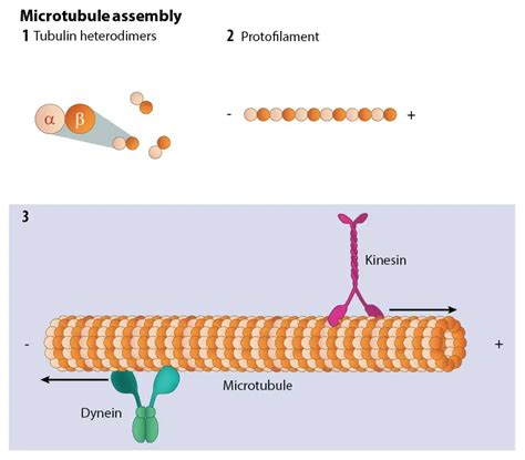Differences Between Microfilaments And Microtubules Microfilaments Vs