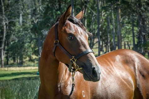 2025 Tasmanian Yearling Sale Lot 4 North Pacific Aus Flourens Aus