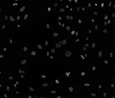 Figure S4 Fluorescence Images Of Hela Cells After Incubation With 20 Download Scientific