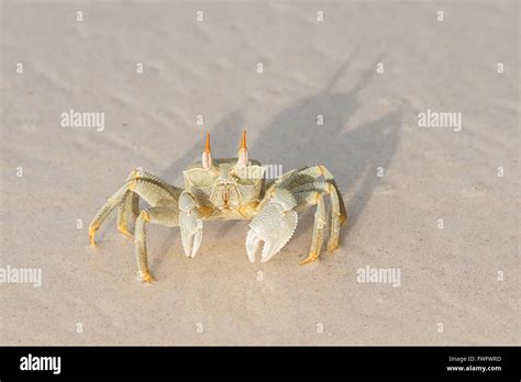 Seychelles Ocypode Ceratophthalmus Also Called Ghost Crab Stock Photo Alamy