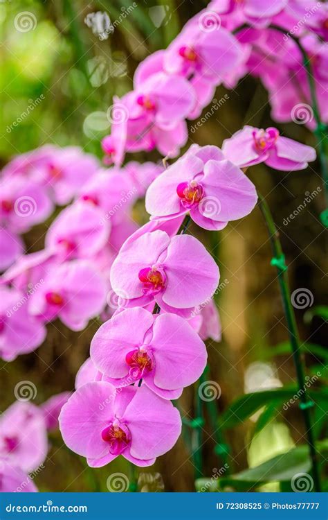 Phalaenopsis Orchid Hybrids Beautiful Pink Orchid Blooming In G Stock