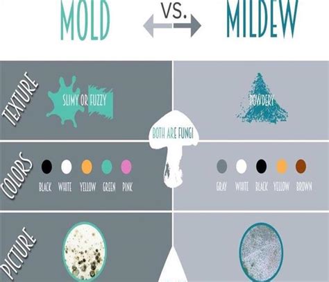 Mold Vs Mildew What Are The Differences Plus Black Mold