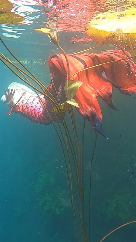 Candice Baker The Candice Baker The Mermaid Life Coach