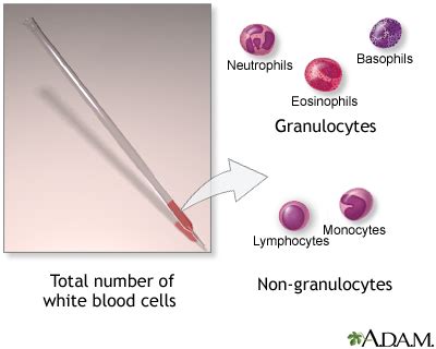 Blood Cell Counting