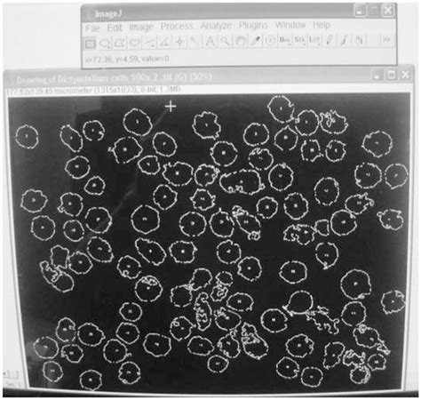 A Quick And Automated Method For Measuring Cell Area Using Imagej