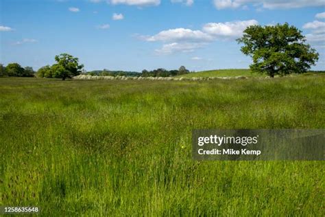 Grassland Ecosystem Photos And Premium High Res Pictures Getty Images