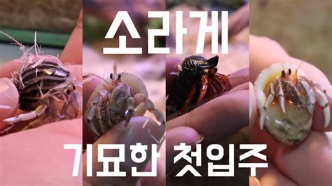 소라게 와 기묘한 동거시작 Youtube