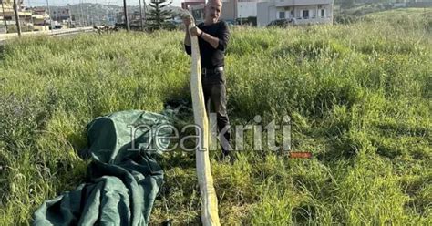 Κρήτη Νεκρός πύθωνας πέντε μέτρων βρέθηκε σε χωράφι