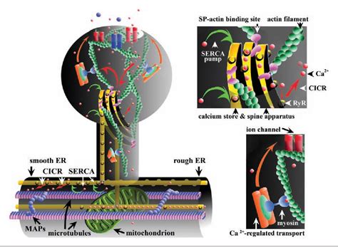 Figure 3 From The Spine Apparatus Synaptopodin And Dendritic Spine