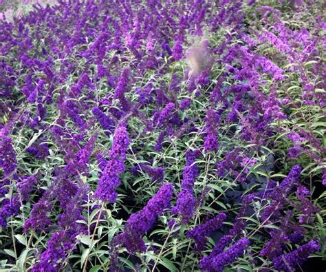 Будлея Давида Black Knight 2 річна, Будлея Давида Блек Найт, Buddleja ...