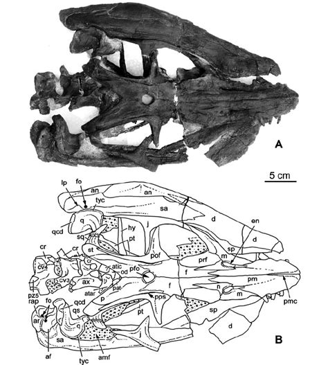 Fig Of Miodentosaurus 1摇 Photo A Brevis And Outline Cheng Et Of