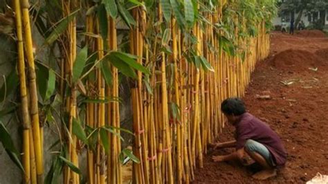 5 Jenis Pohon Bambu Yang Rekomended Untuk Ditanam Agar Rumah Semakin