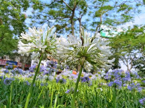 1500㎡绣球花1000㎡百子莲盛放！超震撼！佛山