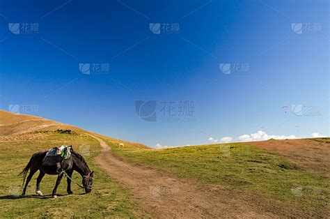骑着马鞍的黑马在公路旁的高山草地上吃草，蓝天上有滑翔伞
