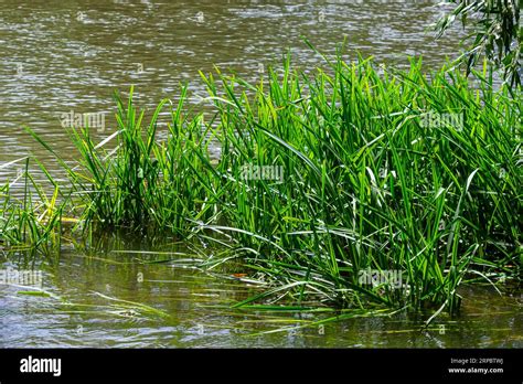 Glyceria Maxima Commonly Known As Great Manna Grass Reed Mannagrass Reed Sweet Grass And