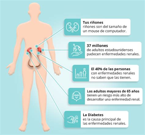 Es Importante Empezar A Cuidar Tus Riñones Saludvip