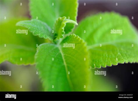 Toothache Plant Hi Res Stock Photography And Images Alamy
