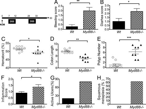 Myd88− − Mice Develop Colonic Polyps After Aom Dss Administration