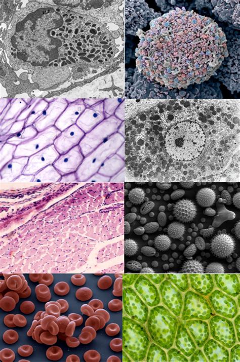 Microscopy And Cell Fractionation Diagram Quizlet