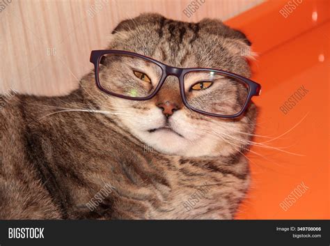 Smart Cat