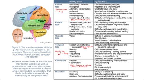 Pathophysiology Intro To The Central Nervous System Flashcards Quizlet